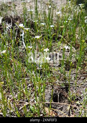 Sea Primrose (Samolus repens) Plantae Stock Photo - Alamy