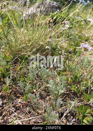 Alpine Sagebrush (Artemisia scopulorum) Plantae Stock Photo - Alamy