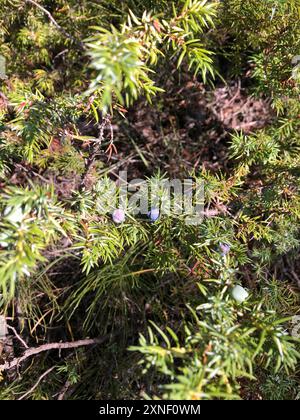 common juniper (Juniperus communis) Plantae Stock Photo - Alamy