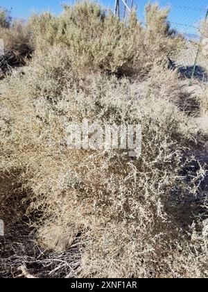 Cattle Saltbush (Atriplex polycarpa) Plantae Stock Photo - Alamy