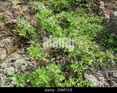 spreading sneezeweed (Centipeda minima) Plantae Stock Photo - Alamy