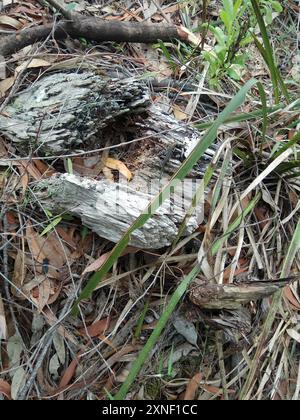 Pale-flecked Garden Sunskink (Lampropholis guichenoti) Reptilia Stock ...