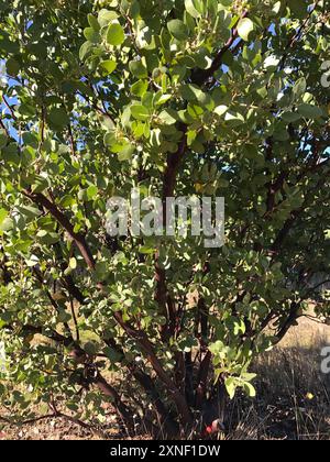 Common Manzanita (Arctostaphylos manzanita) Plantae Stock Photo - Alamy