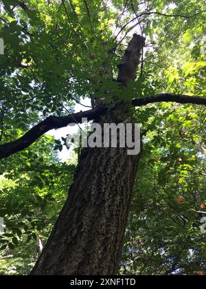Amur Corktree (Phellodendron amurense) Plantae Stock Photo - Alamy