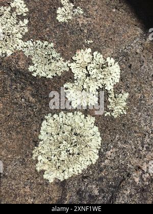 rock greenshield lichen (Flavoparmelia baltimorensis) Fungi Stock Photo ...