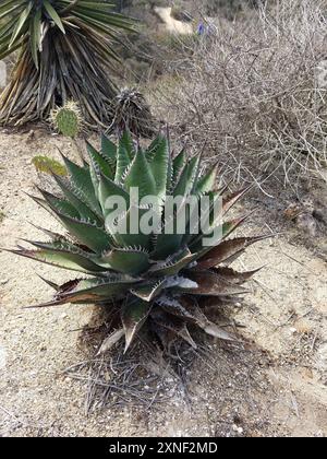 Shaw's Agave (Agave shawii) Plantae Stock Photo - Alamy