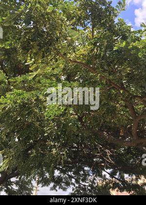 Monkey pod tree (Samanea saman Stock Photo - Alamy