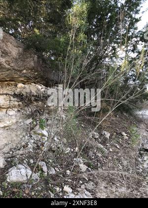 Poverty Weed (Baccharis neglecta) Plantae Stock Photo - Alamy
