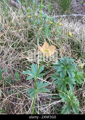 American Globeflower (Trollius laxus) Plantae Stock Photo - Alamy
