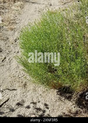 Redshanks (Adenostoma sparsifolium) Plantae Stock Photo - Alamy