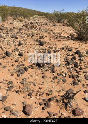 gray globemallow (Sphaeralcea incana) Plantae Stock Photo - Alamy