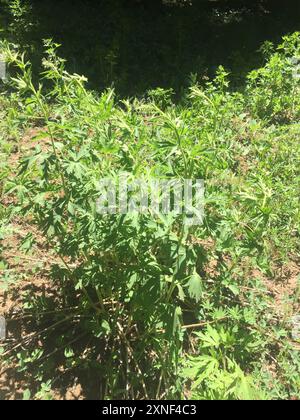 Subalpine Larkspur (Delphinium barbeyi) Plantae Stock Photo - Alamy