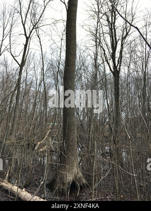 pumpkin ash (Fraxinus profunda) Plantae Stock Photo - Alamy