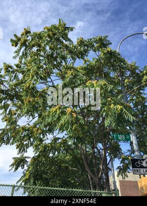 tree-of-heaven (Ailanthus altissima) Plantae Stock Photo - Alamy