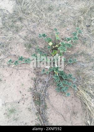 melon loco (Apodanthera undulata) Plantae Stock Photo - Alamy