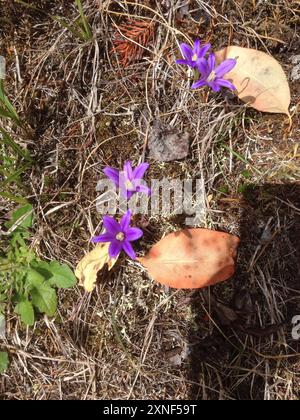 crown brodiaea (Brodiaea coronaria) Plantae Stock Photo - Alamy
