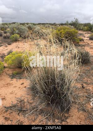 mesa dropseed (Sporobolus flexuosus) Plantae Stock Photo - Alamy