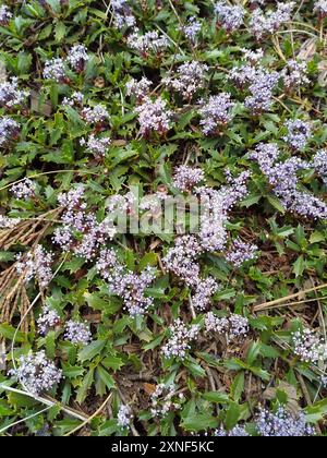 Mahala mat (Ceanothus prostratus) Plantae Stock Photo - Alamy