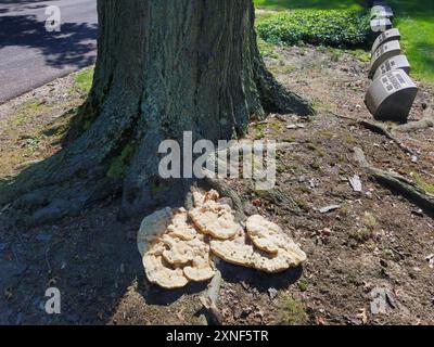 Fungi - Oak Bracket (Pseudoinonotus dryadeus) also known as Warted oak ...