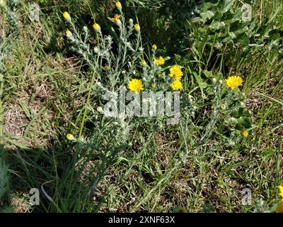Spiny Goldenweed (Xanthisma spinulosum) Plantae Stock Photo - Alamy
