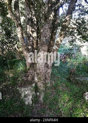 Cape Holly (Ilex mitis) Plantae Stock Photo - Alamy