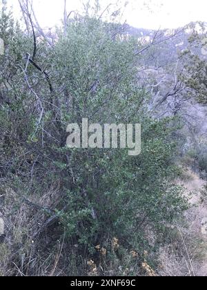 Gregg's Ash (Fraxinus greggii) Plantae Stock Photo - Alamy