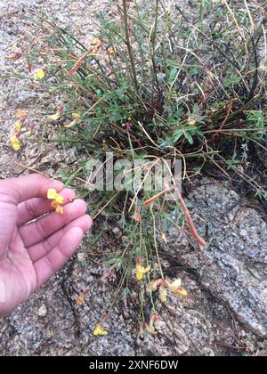 shrubby deervetch (Acmispon rigidus), Plantae, Riverside County, CA ...