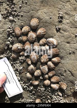 Fingered Limpet (Lottia digitalis) Mollusca Stock Photo - Alamy