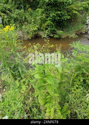 late figwort (Scrophularia marilandica) Plantae Stock Photo - Alamy
