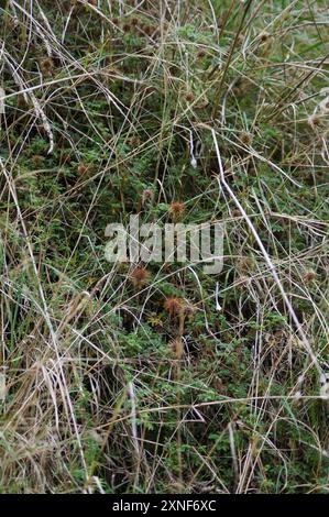 bidgee-widgee (Acaena anserinifolia) Plantae Stock Photo - Alamy