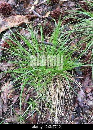 Pennsylvania sedge (Carex pensylvanica) Plantae Stock Photo - Alamy