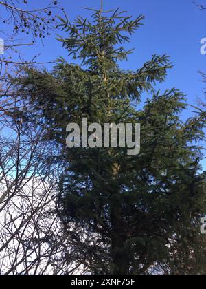 Sitka spruce (Picea sitchensis) Plantae Stock Photo - Alamy