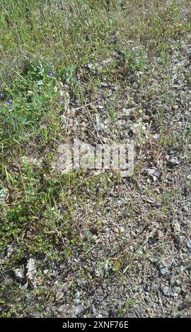 sand fringepod (Thysanocarpus curvipes) Plantae Stock Photo - Alamy