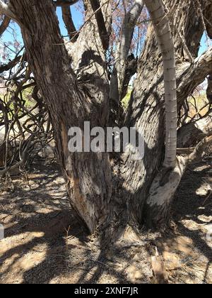 desert ironwood (Olneya tesota) Plantae Stock Photo - Alamy