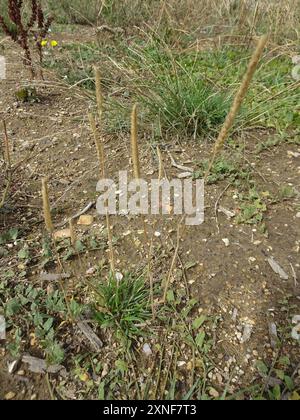 crested dogtail grass (Cynosurus cristatus) Plantae Stock Photo - Alamy