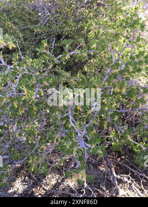 desert gooseberry (Ribes velutinum) Plantae Stock Photo - Alamy
