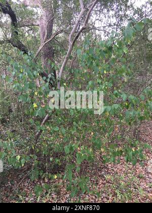 Texas mulberry (Morus microphylla) Plantae Stock Photo - Alamy