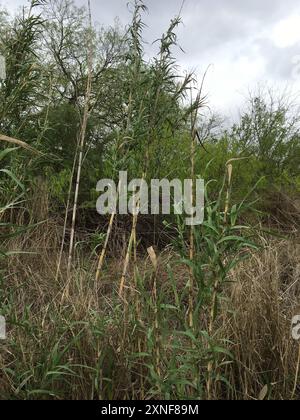 giant reed (Arundo donax) Plantae Stock Photo - Alamy