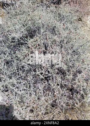 Littleleaf Rhatany (Krameria erecta) Plantae Stock Photo - Alamy