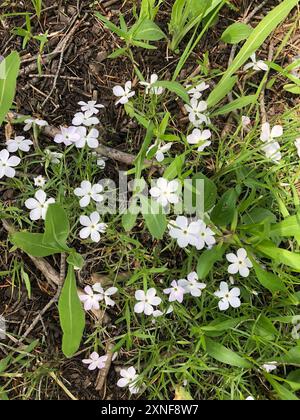 flowery phlox (Phlox multiflora) Plantae Stock Photo - Alamy