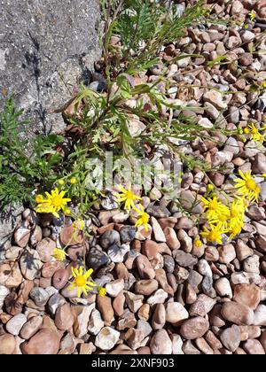Oxford Ragwort (Senecio squalidus) Plantae Stock Photo - Alamy