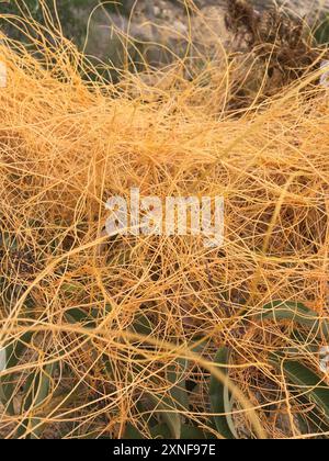 California dodder (Cuscuta californica) Plantae Stock Photo - Alamy