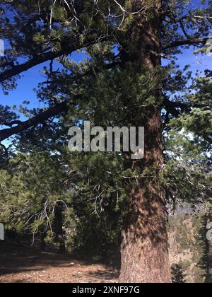 sugar pine (Pinus lambertiana) Plantae Stock Photo - Alamy