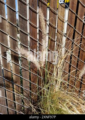 Fountain Grass (Cenchrus setaceus) Plantae Stock Photo - Alamy