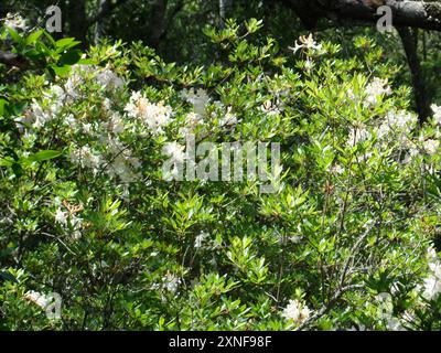 western azalea (Rhododendron occidentale) Plantae Stock Photo - Alamy