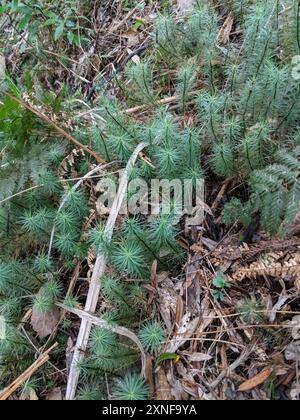 giant moss (Dawsonia superba) Plantae Stock Photo - Alamy