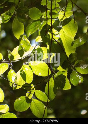 white alder (Alnus rhombifolia) Plantae Stock Photo - Alamy