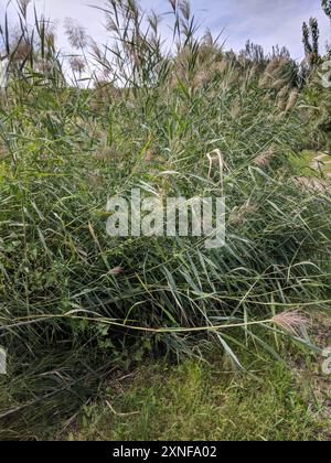 Reeds, Giant Canes, and allies (Arundinoideae) Plantae Stock Photo - Alamy