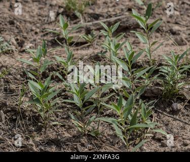Stiff Sunflower (Helianthus pauciflorus) Plantae Stock Photo - Alamy