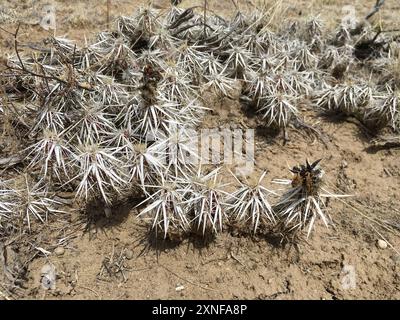 Club-cholla (Grusonia clavata) Plantae Stock Photo - Alamy